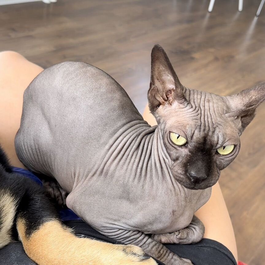 Канадский сфинкс