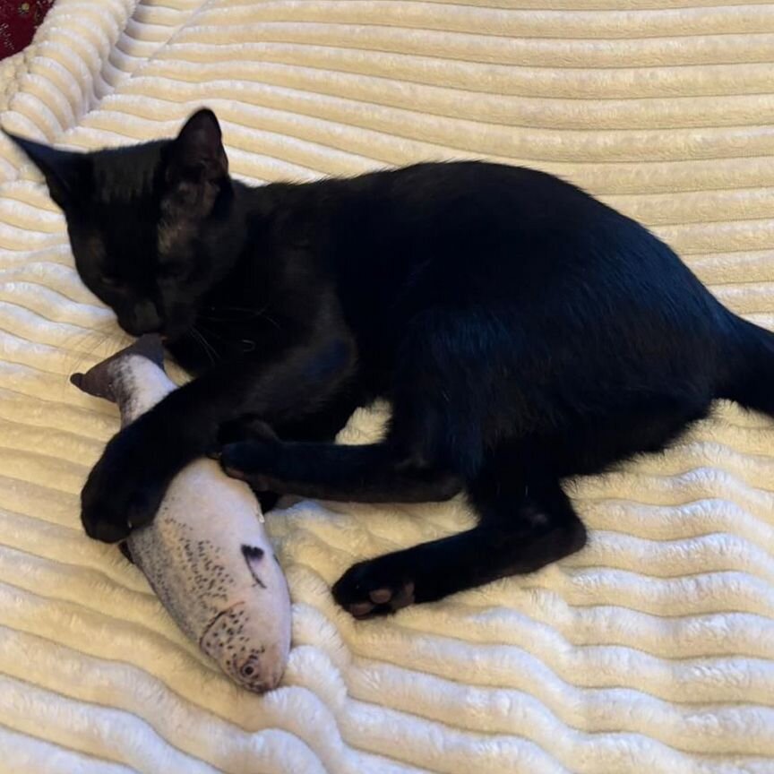 Кошка