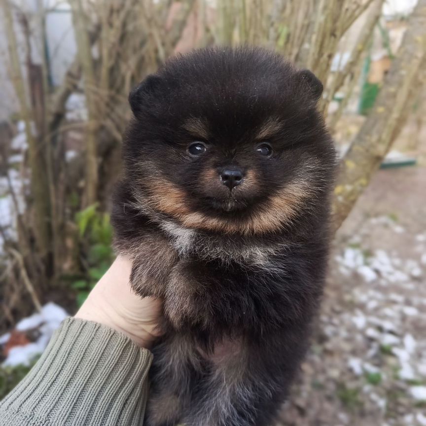 Померанский шпиц мини щенок