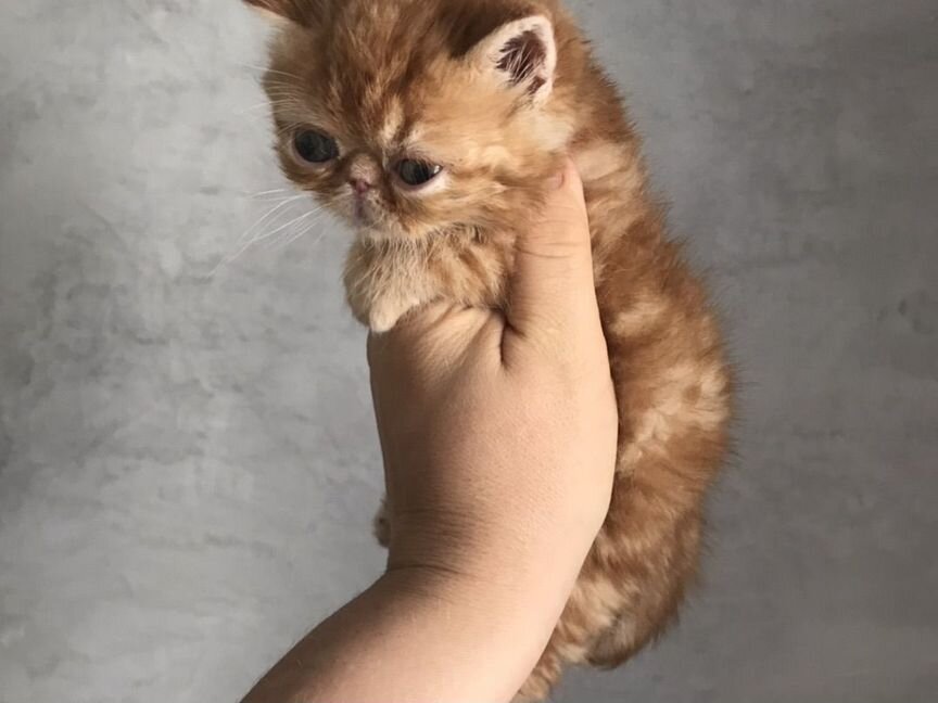 Шикарный малыш 1,5мес