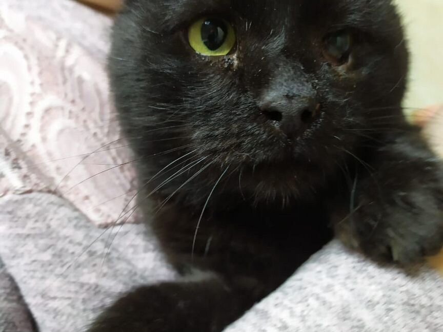 Подарите Надежду бездомышу