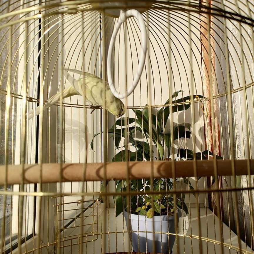 Волнистый попугай