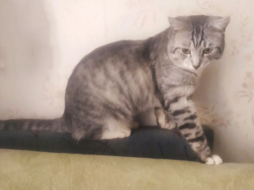 Котик Бусик в добрые руки