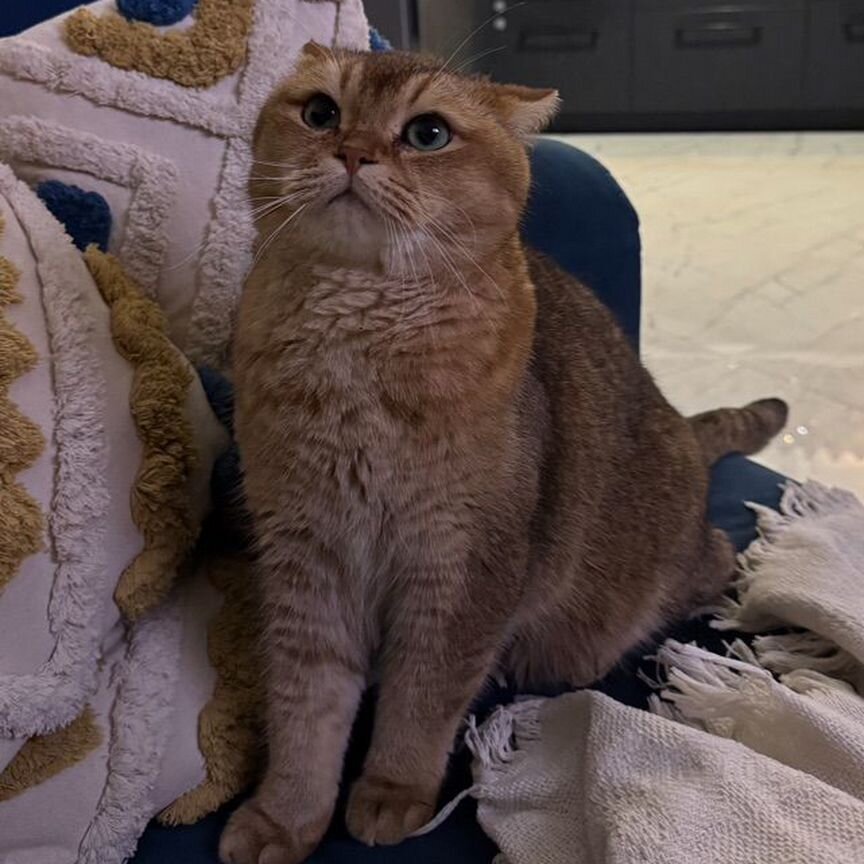 Британский длинношёрстный, взрослый кот