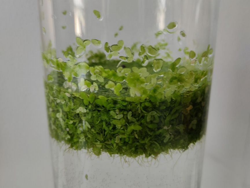 Ряска аквариумная