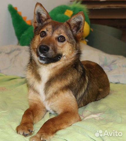 Маленькая собачка в добрые руки, 10 мес