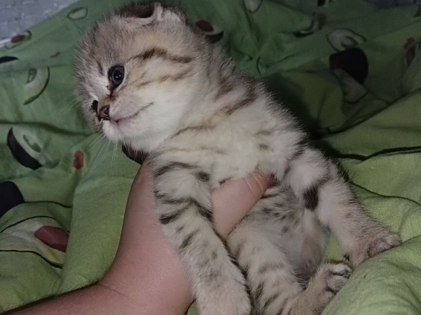 Шотландская кошечка