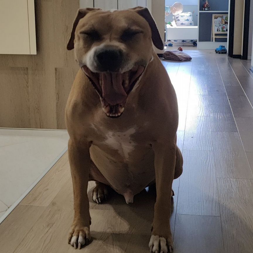 Американский питбультерьер, взрослый пёс