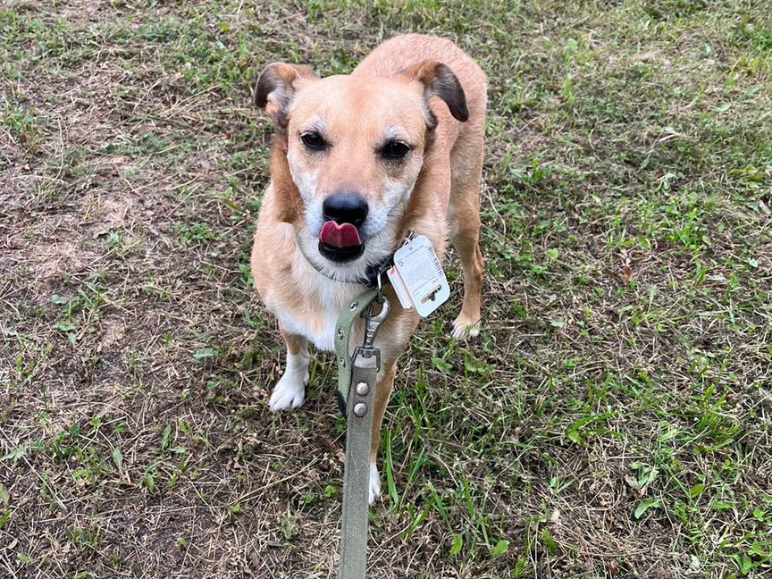 Собака в добрые руки маленькая порода