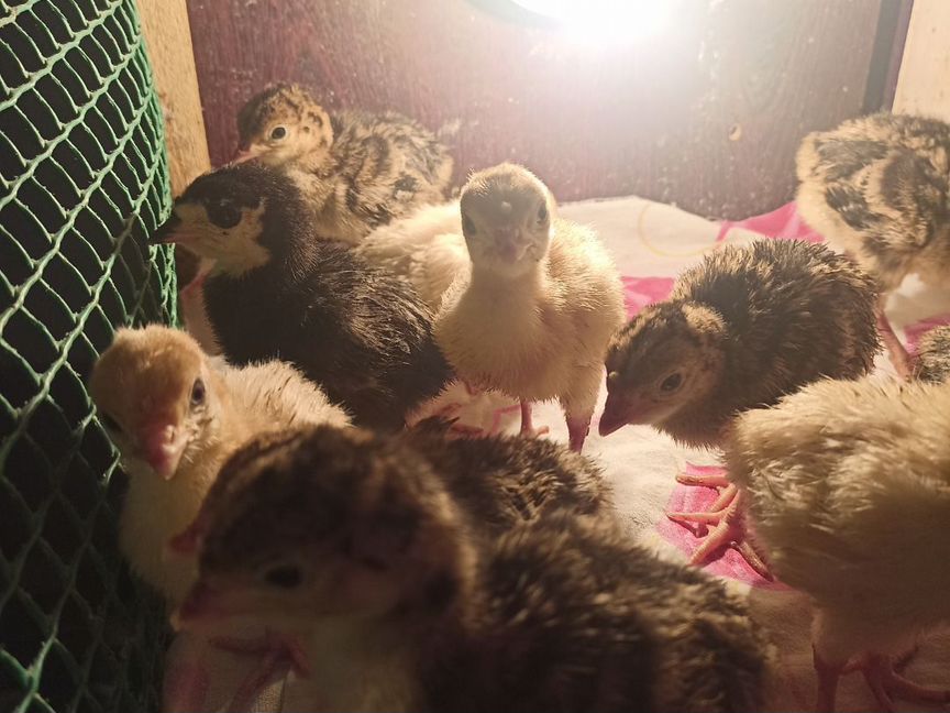 Индюшата суточные