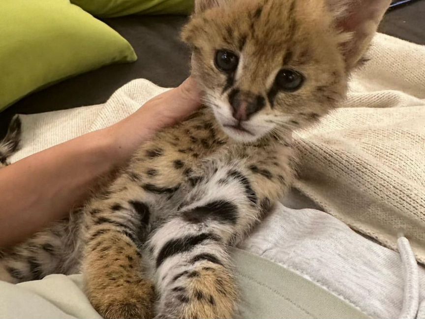Кошка