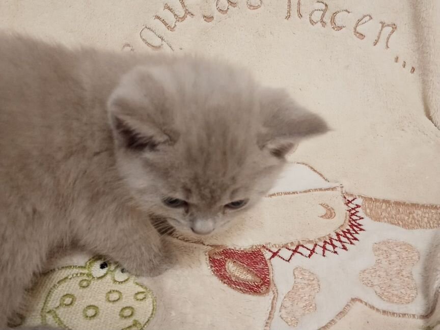 Шотландские котята