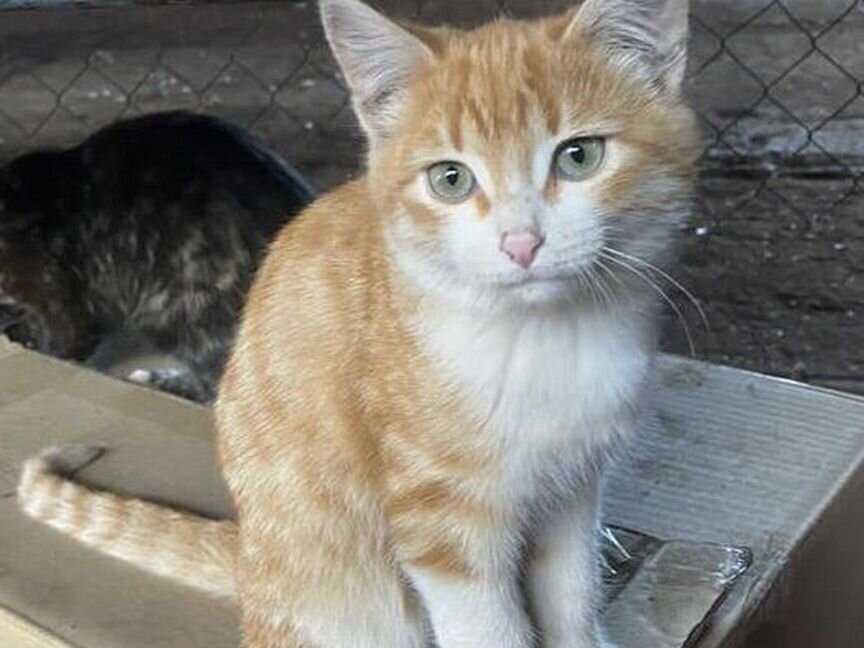 Ищем дом котенку