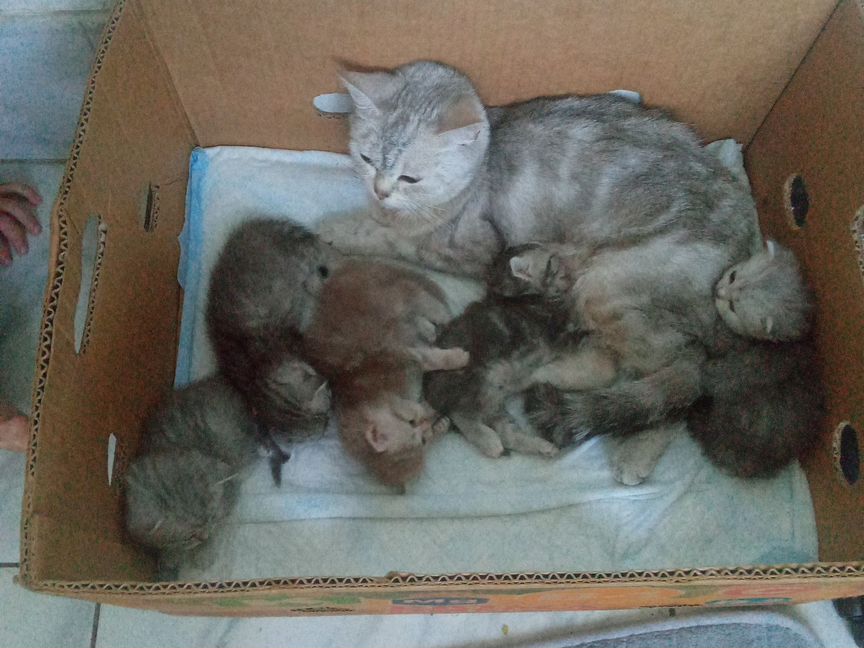 Шотландские котята