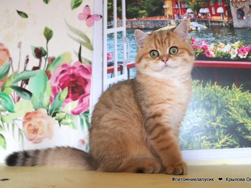 Шотландские котята