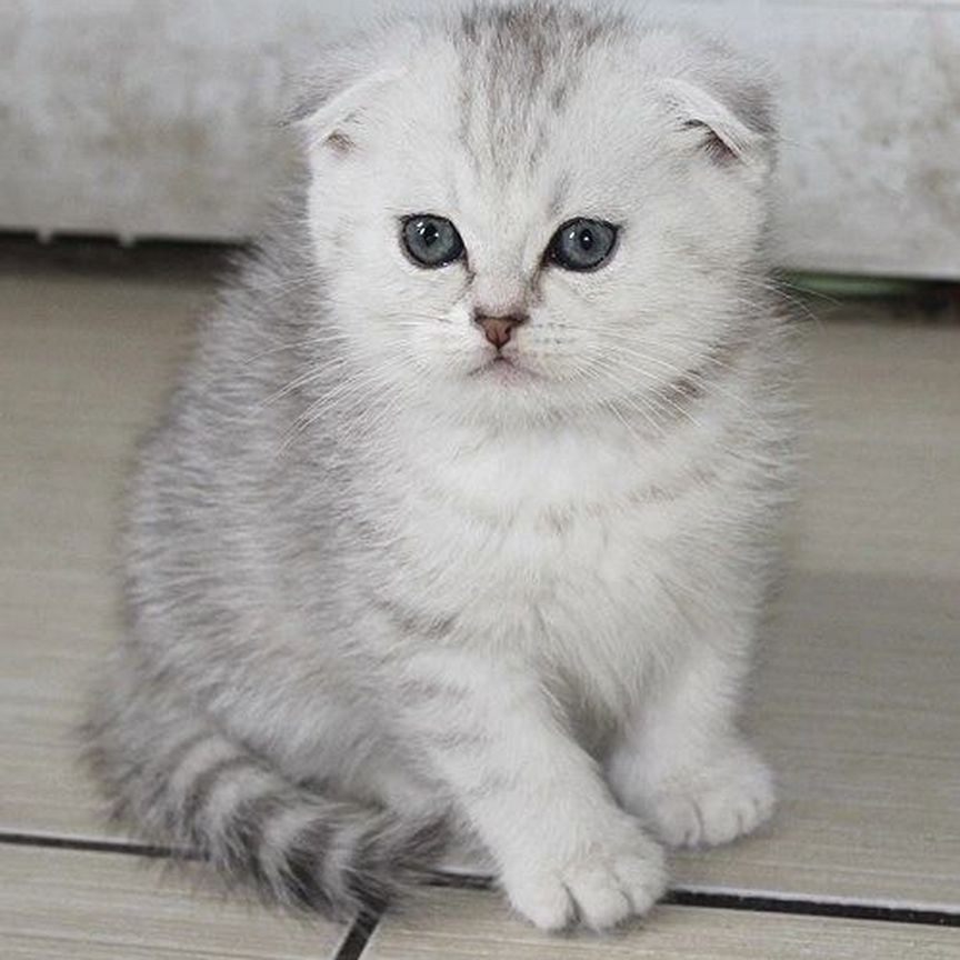 Шотландские серебристые котята