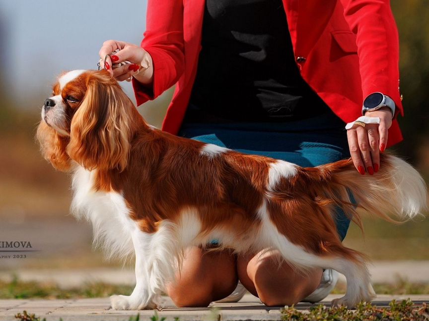 Кавалер Кинг Чарльз Спаниель вязка