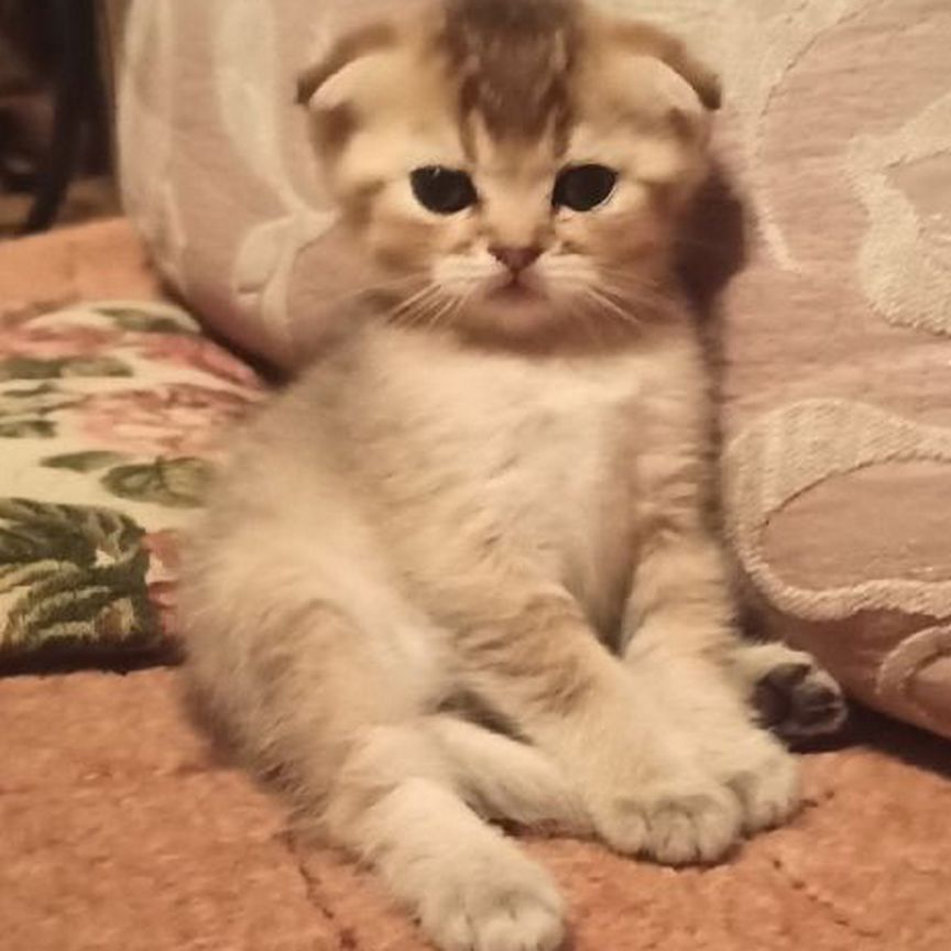 Британский короткошёрстный котёнок