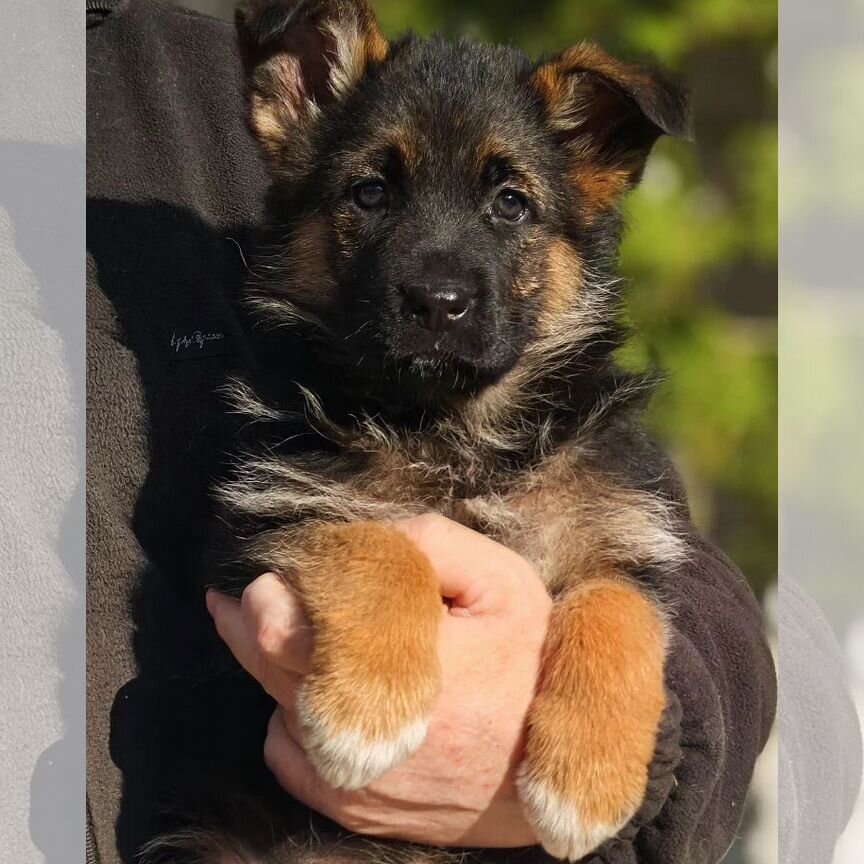 Немецкая овчарка, щенок