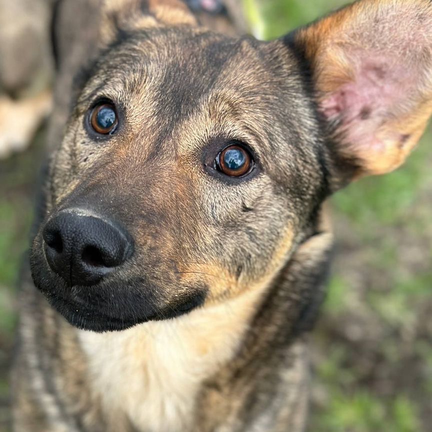 Трогательная собака Лили из приюта