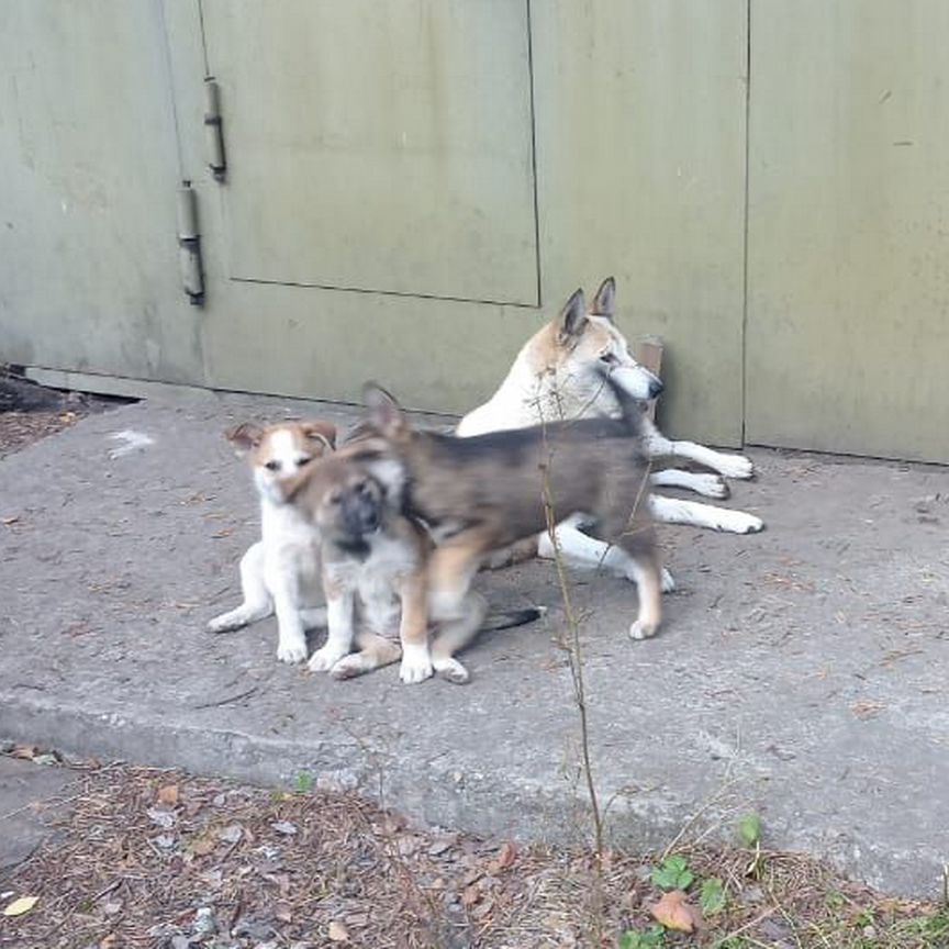 Собаки щенки лайки