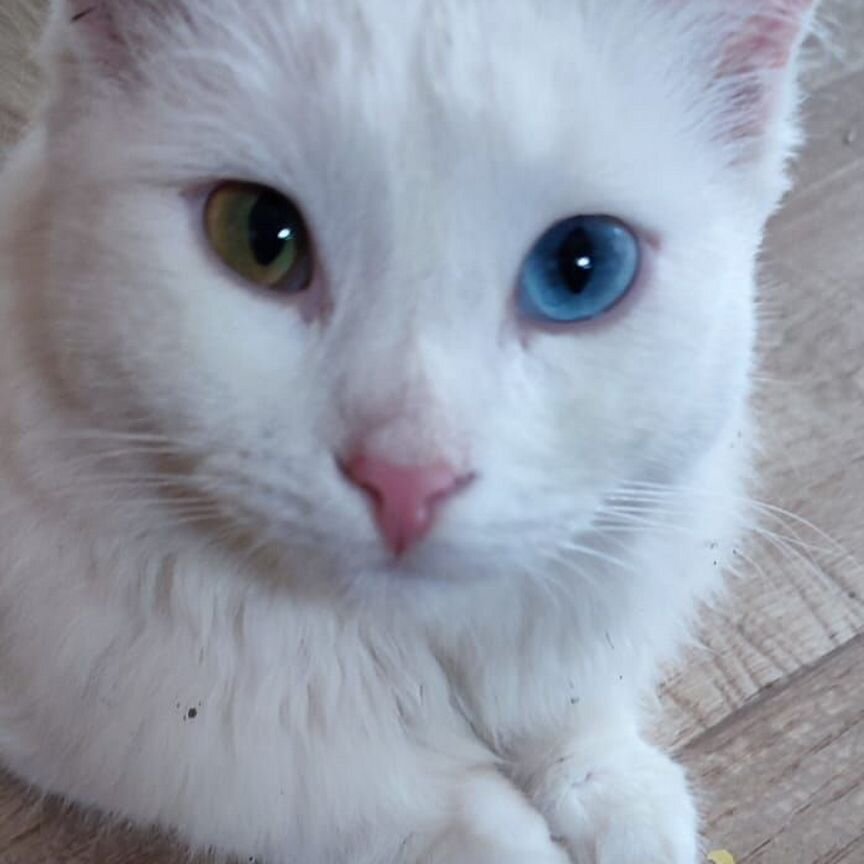 Котик в добрые руки