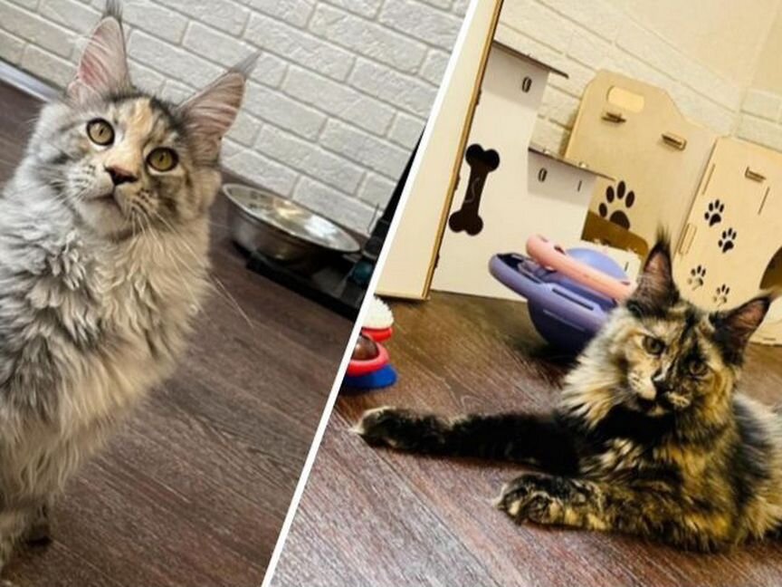 Котята Мейн-Кун девочки