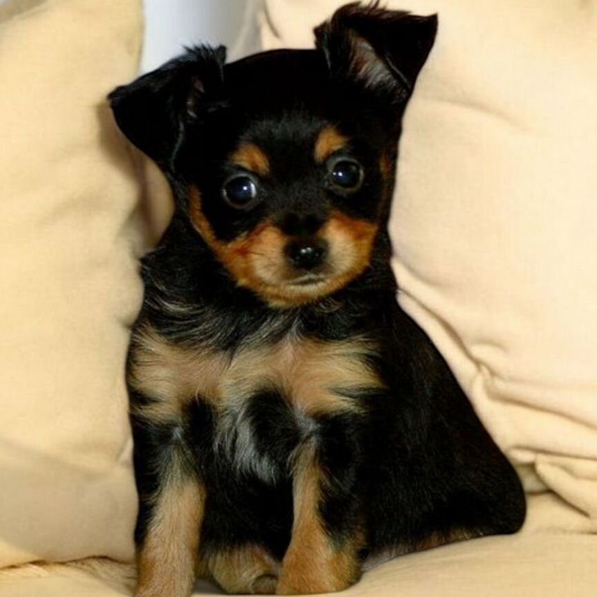 Русский той-терьер, щенок