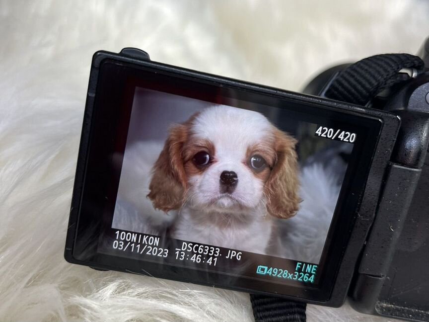 Девочка Калер Кинг Чарльз Спаниель