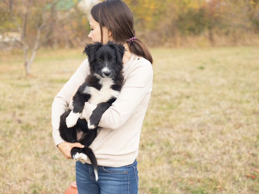 Классная щенулька Тейли в добрые руки
