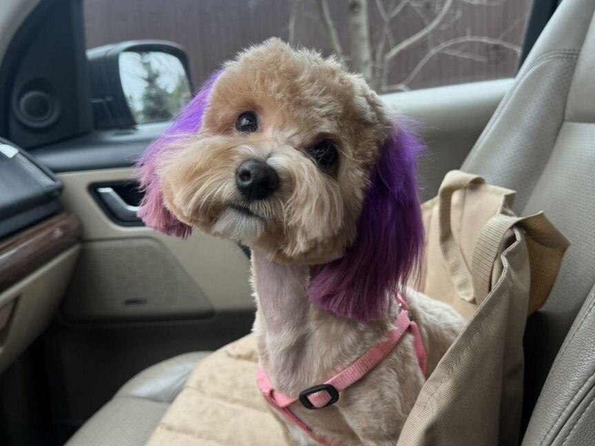 Мальтипу 10 месяцев девочка Молли