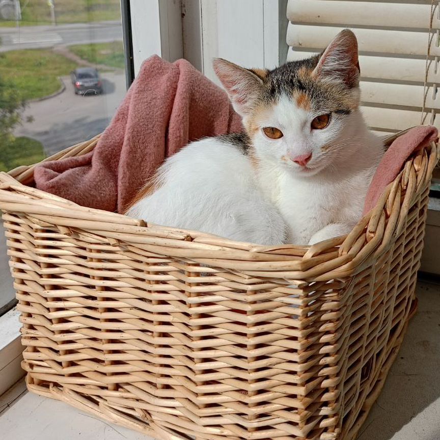 Котята в добрые руки бесплатно девочка