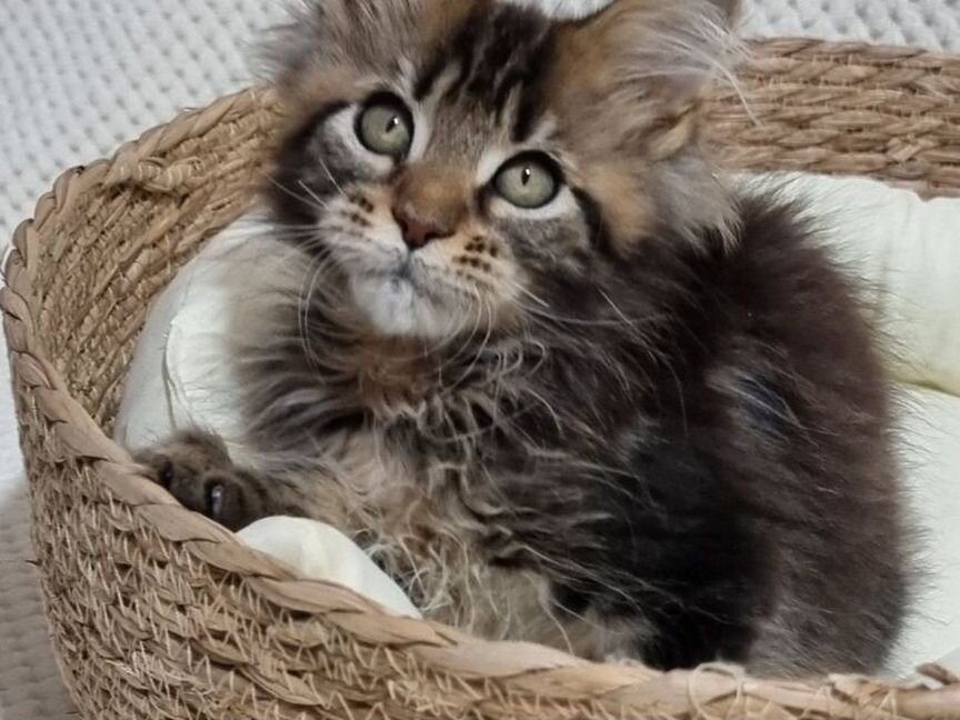 Мейн-кун котята разных окрасов котики и кошечки