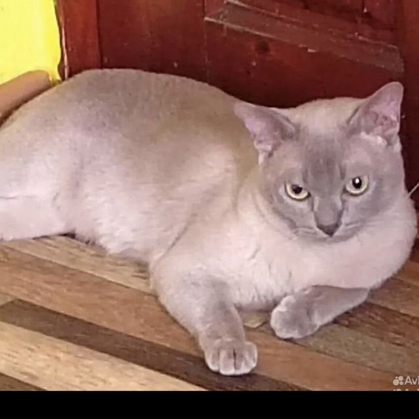 Бурманский котик