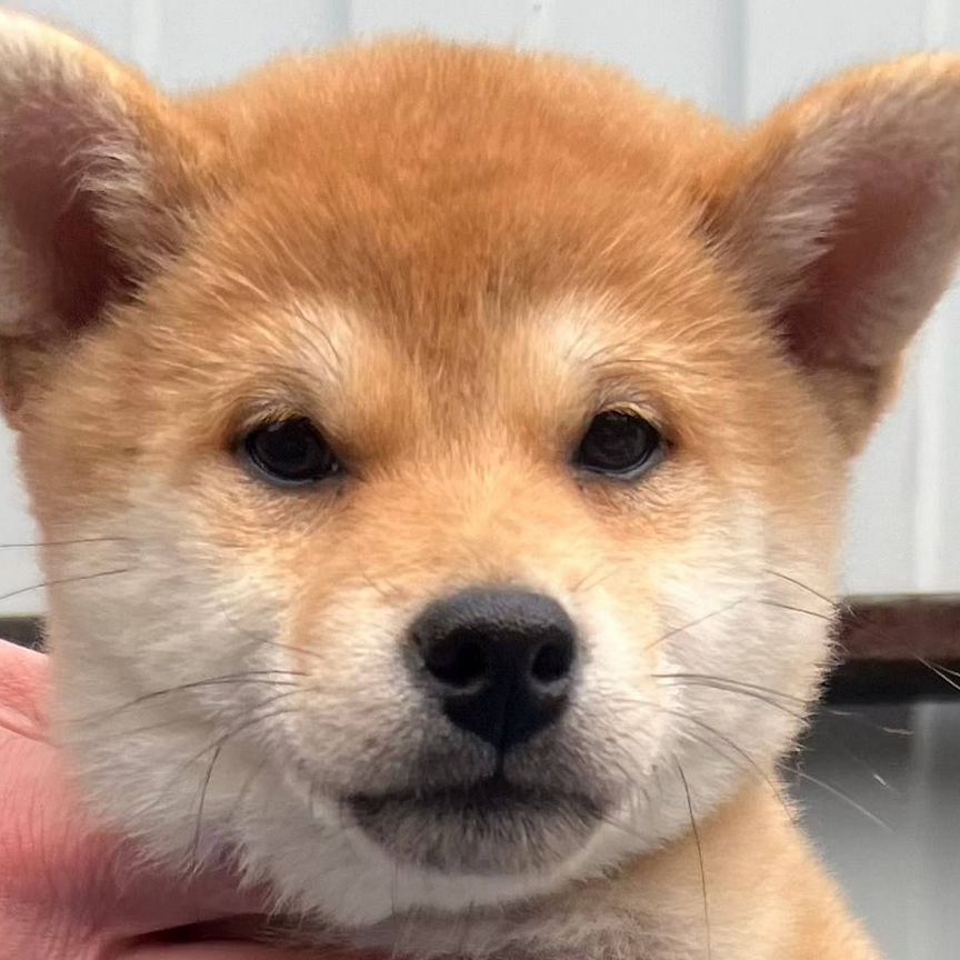 Сиба-ину, щенок