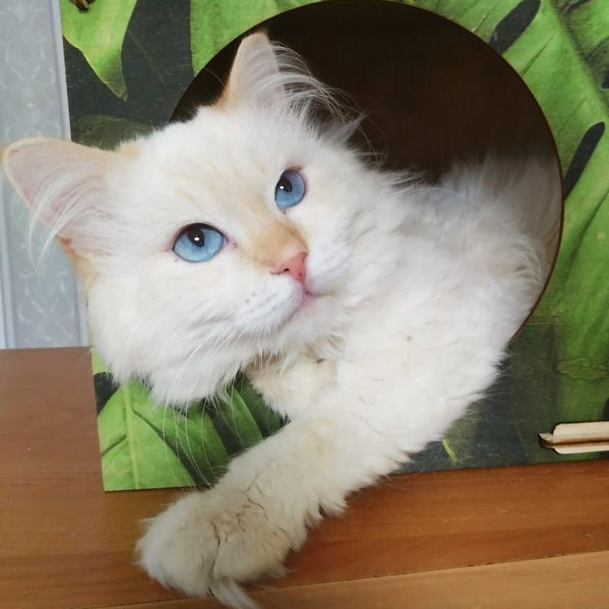 Турецкая ангора, взрослый кот