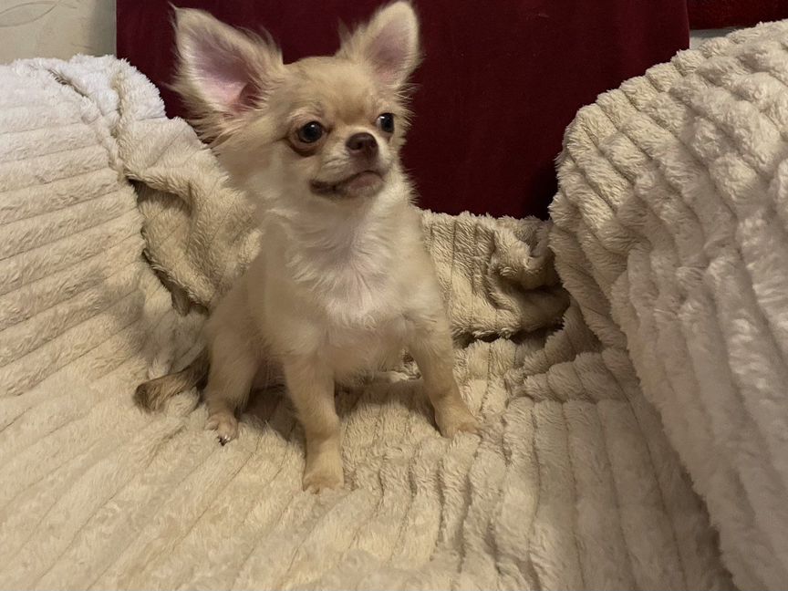 Чихуахуа мальчик карлик