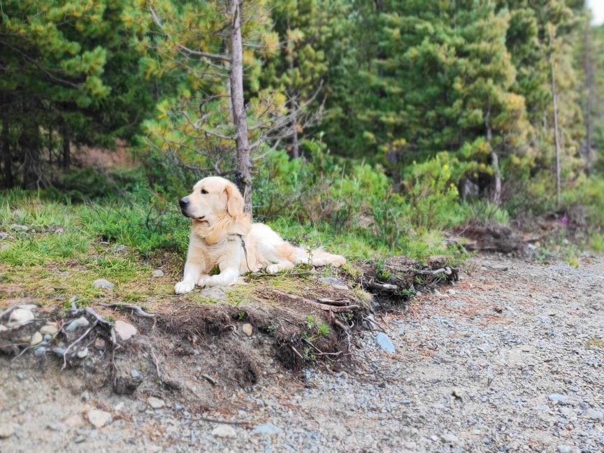 Случка собак