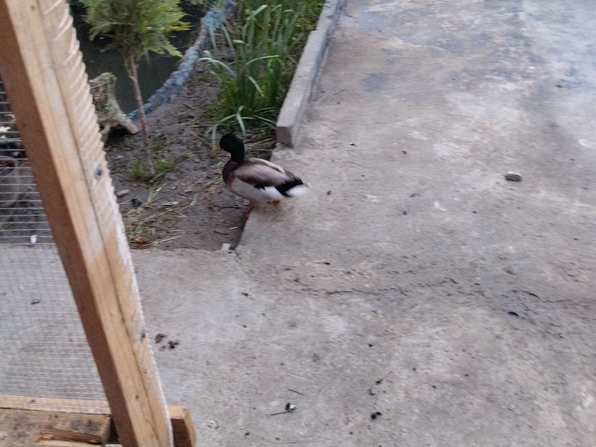 Дикие утки,голуби,карликовые куры