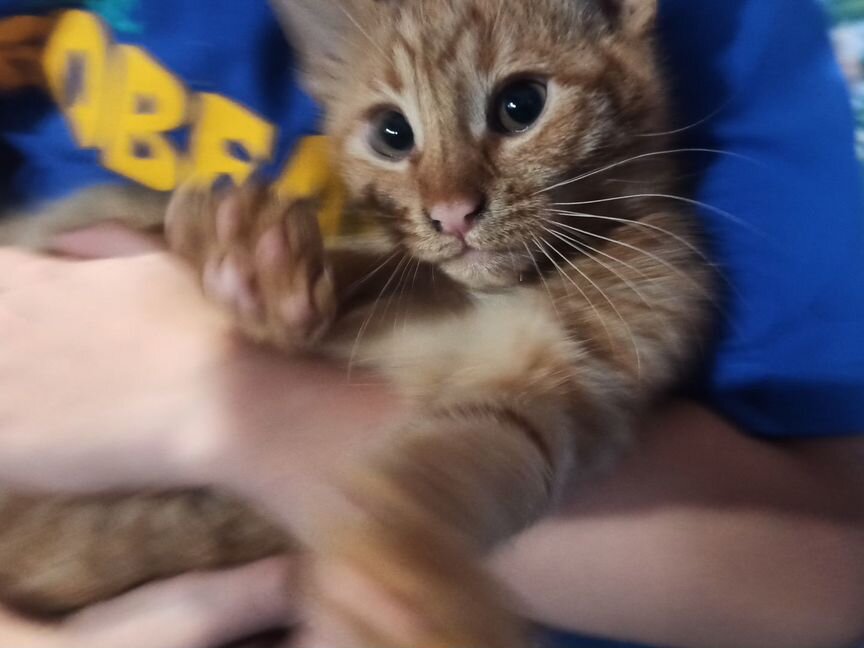 Котёнок 2.5 месяца