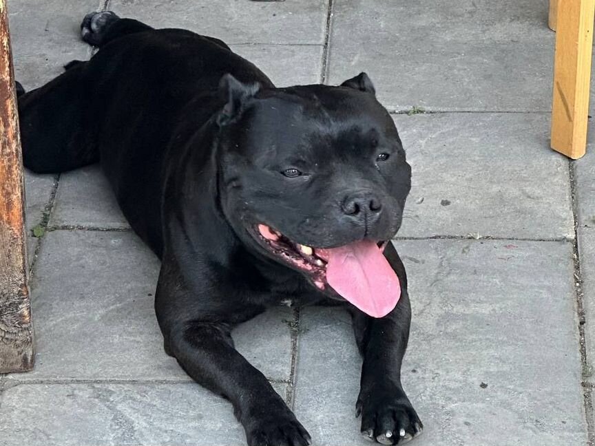 Вязка собак стафбуль