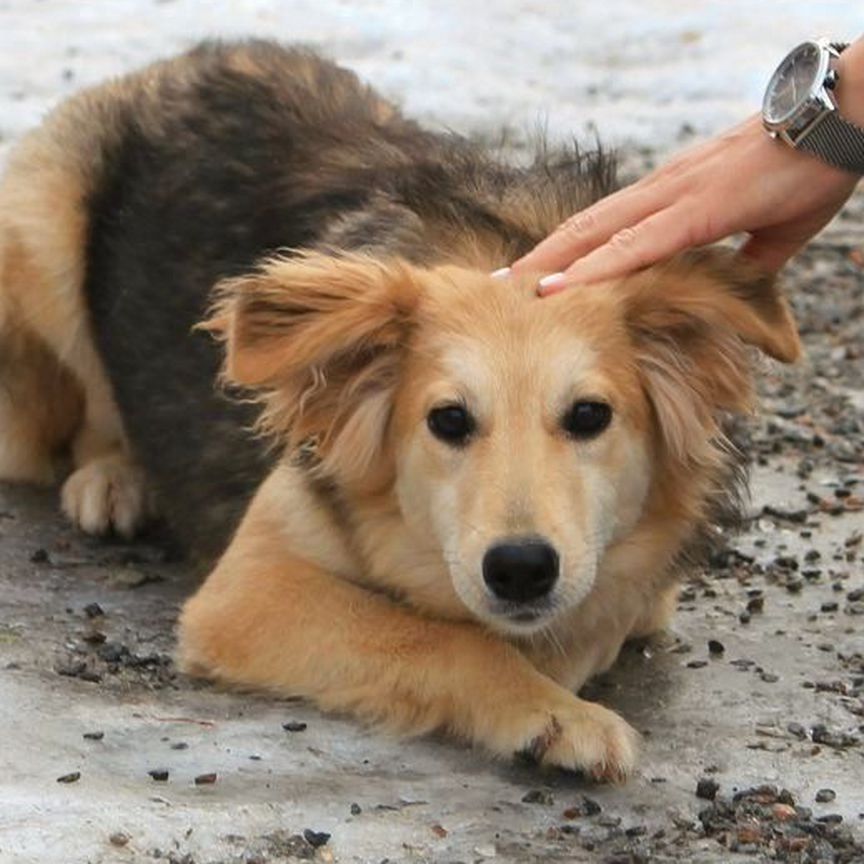 Небольшая собачка в добрые руки