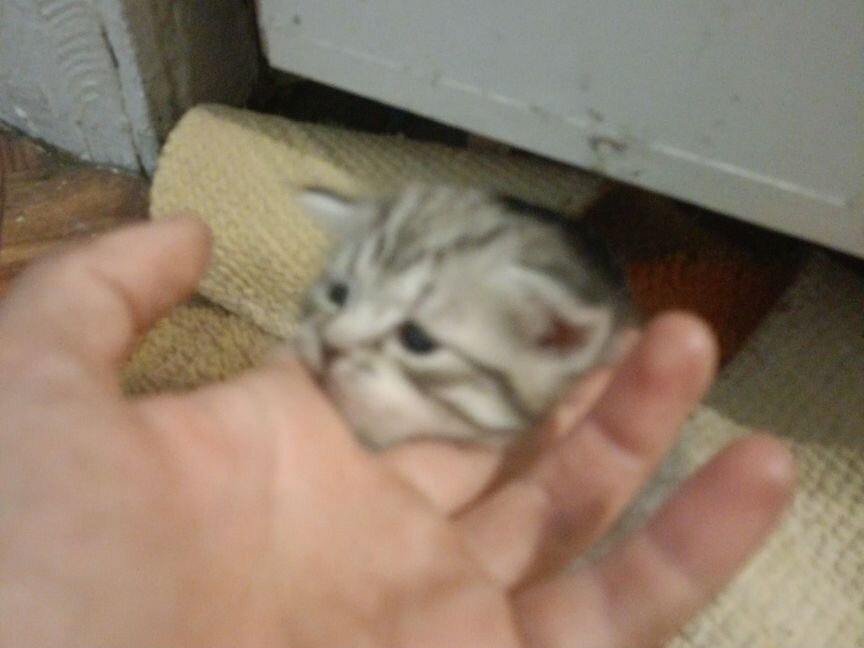 Котята отдам в добрые руки