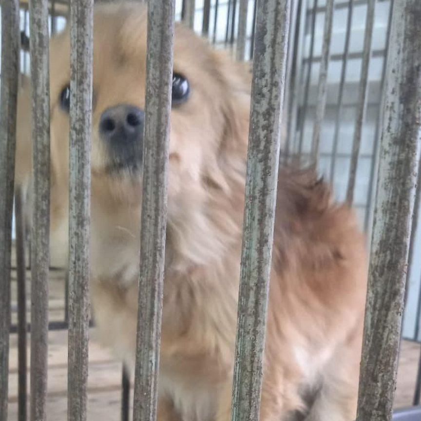 Взрослый пёс в добрые руки