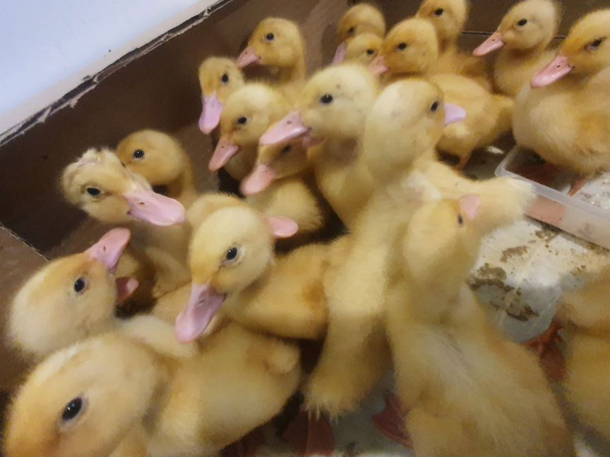 Утка Стар-53