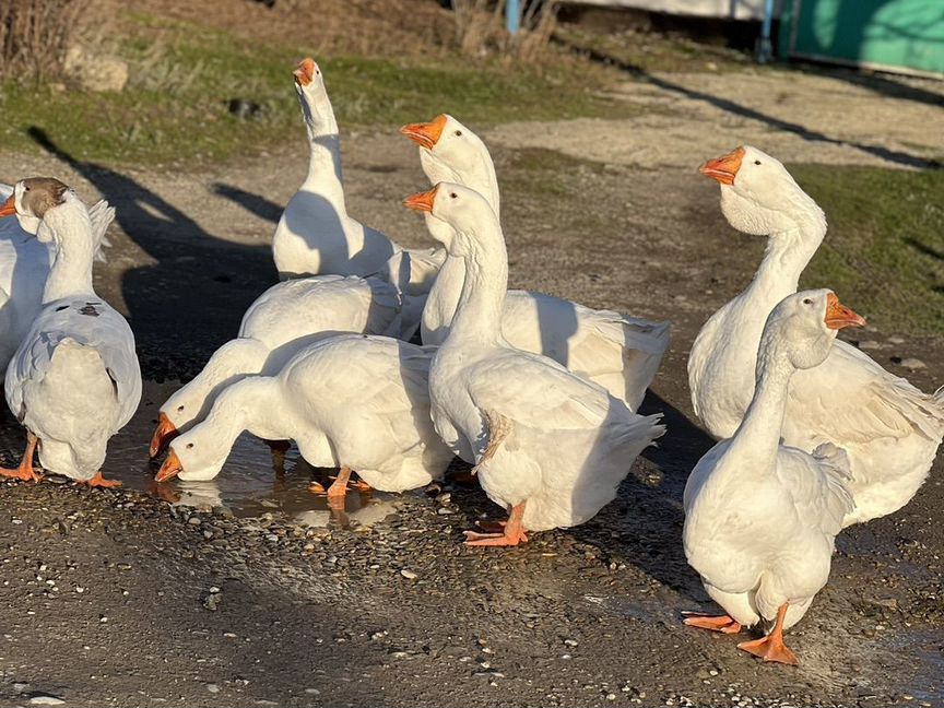 Холмогорские гуси