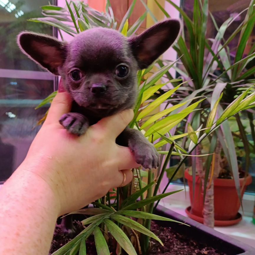 Чихуахуа девочка