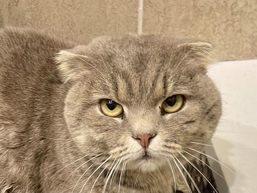 Британский вислоухий кот