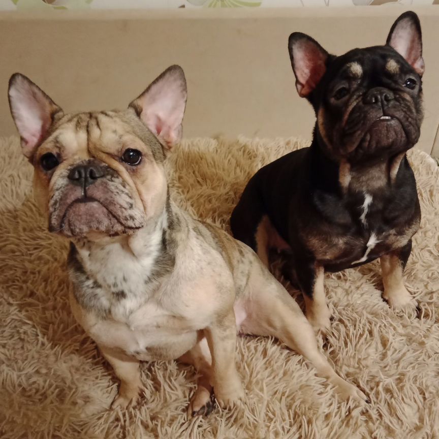 Французский бульдог, взрослая собака