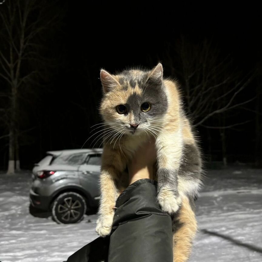 Кошечка